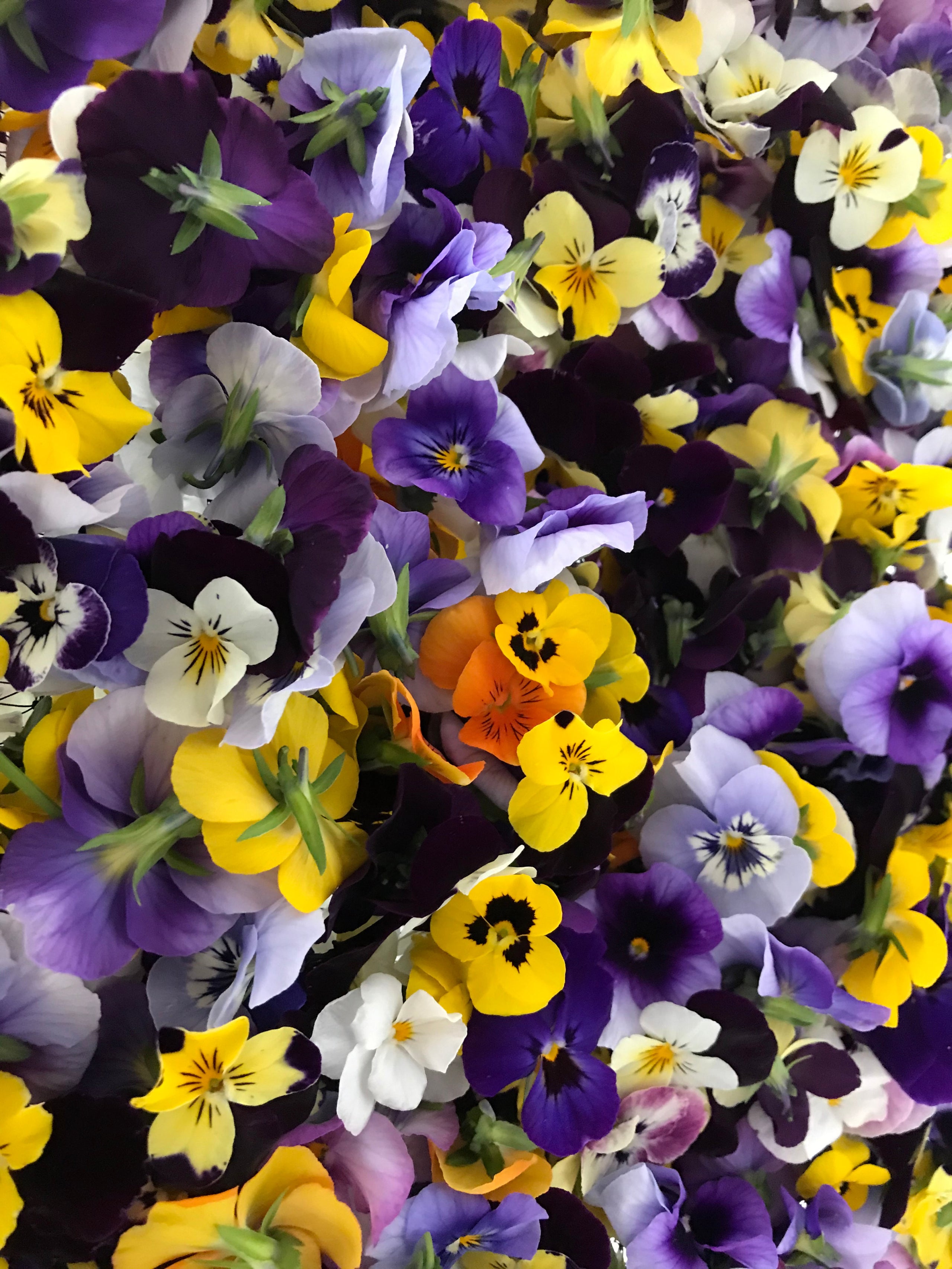 Edible Pansies | Sugar Top Farms